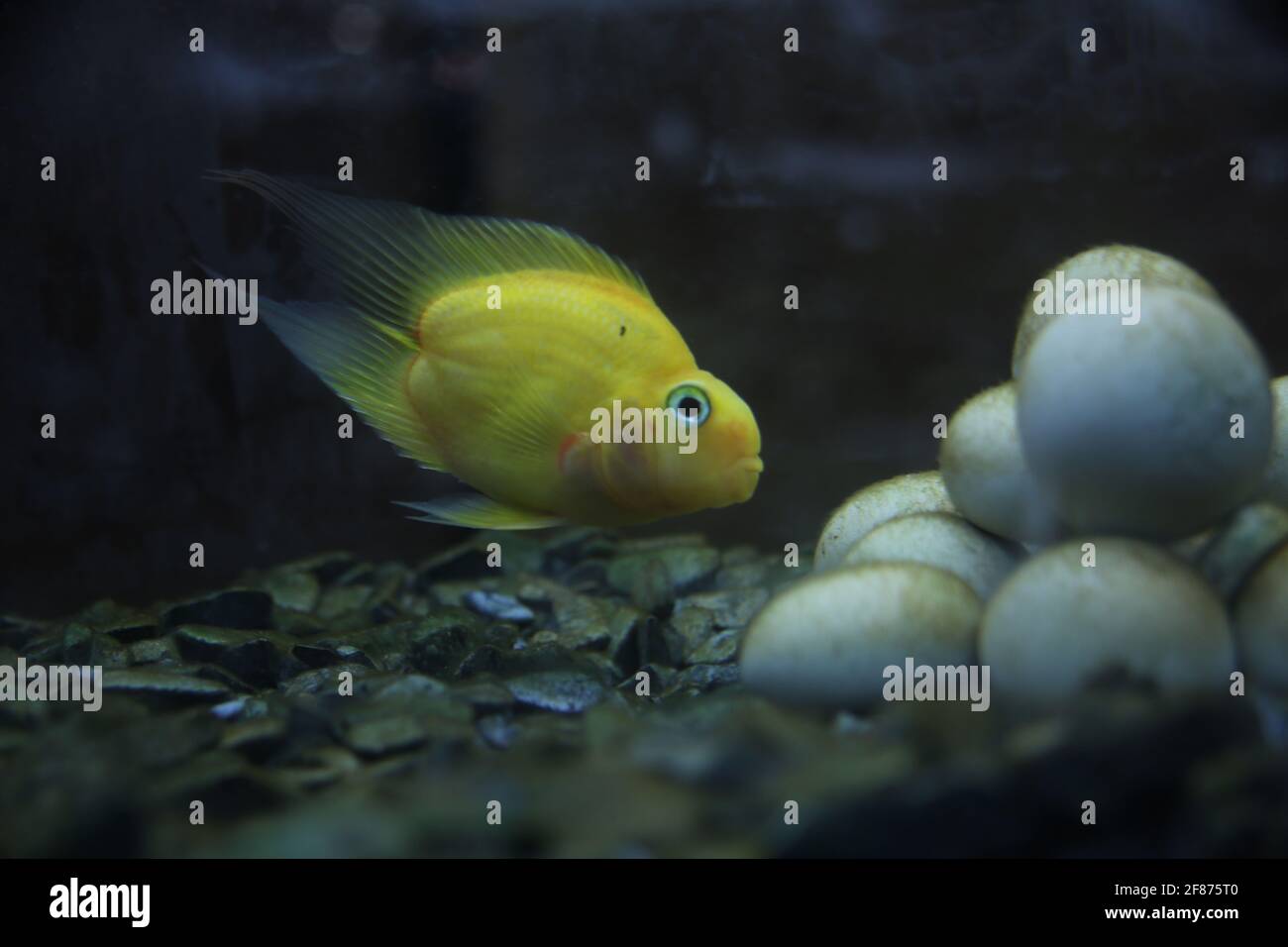 Yellow aquarium fish swimming in the water Stock Photo - Alamy