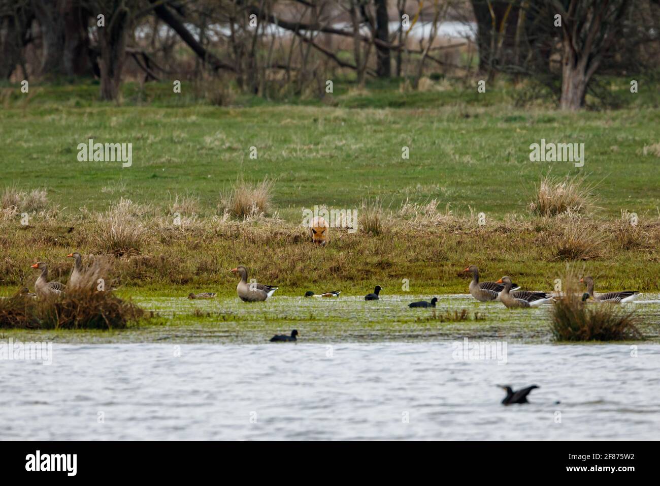 Hunting for a goose hi-res stock photography and images - Alamy