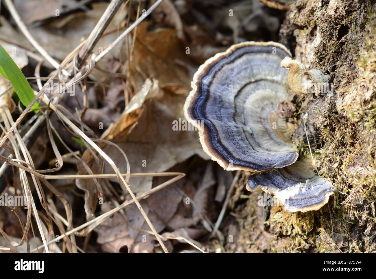 Turkey tail. Trametes versicolor, also known as coriolus versicolor and ...