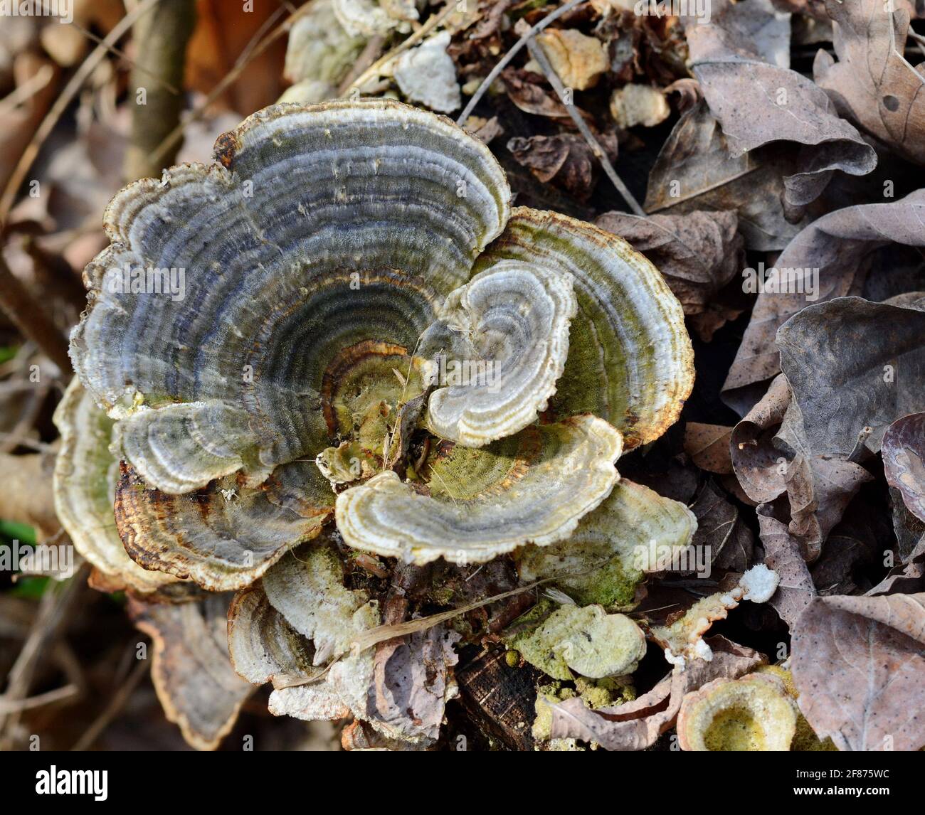 Turkey tail. Trametes versicolor, also known as coriolus versicolor and ...