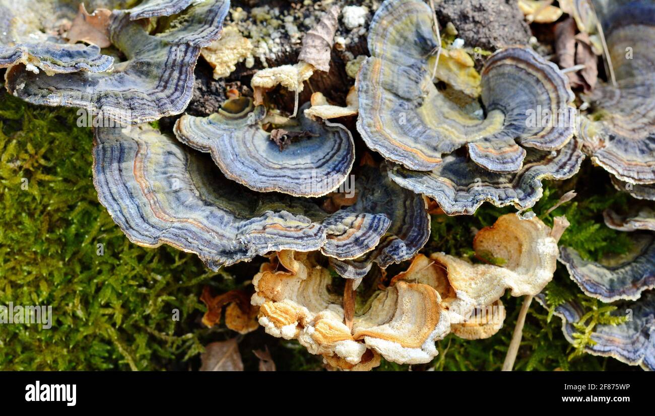 Turkey tail. Trametes versicolor, also known as coriolus versicolor and ...