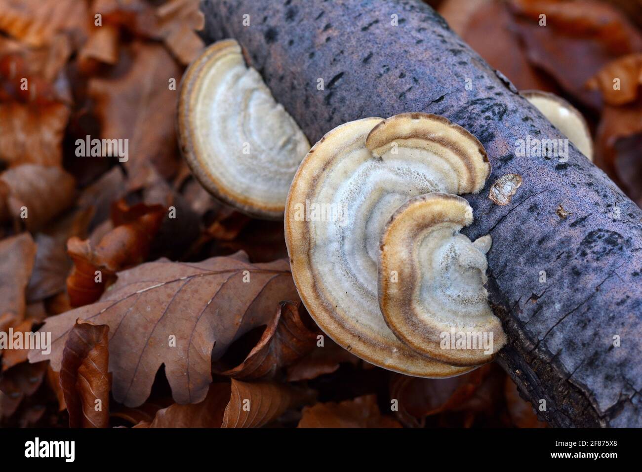 Coriolus hirsutus or trametes hirsuta hi-res stock photography and ...