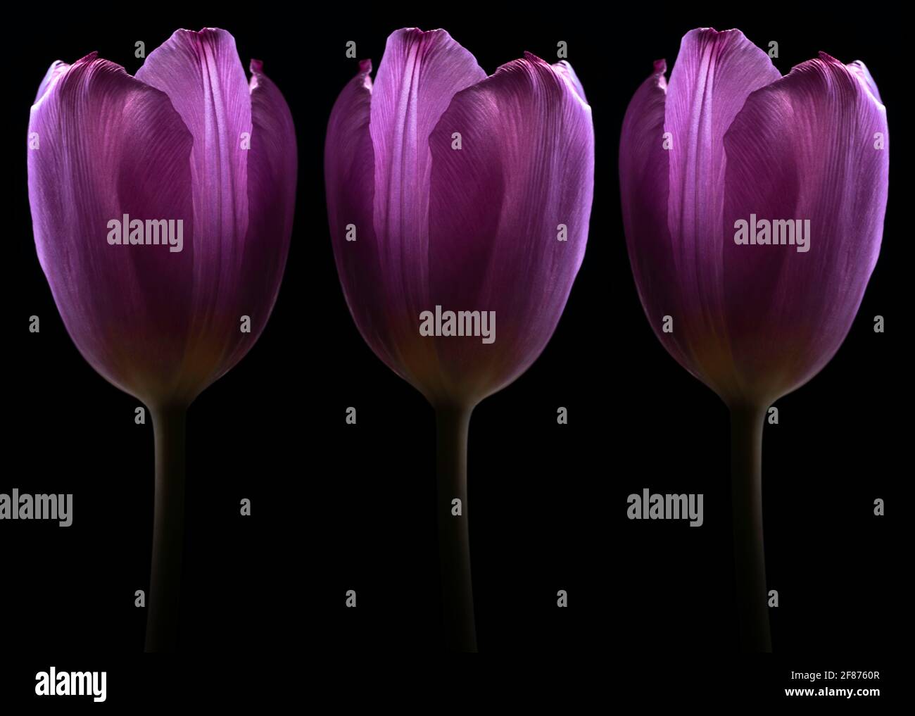 Three beautifully lit purple tulips rise from a black background. Focus ...