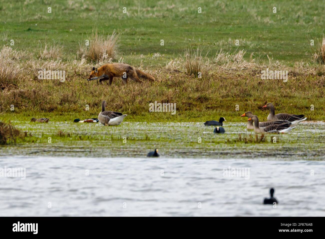 A red fox is hunting geese Stock Photo - Alamy