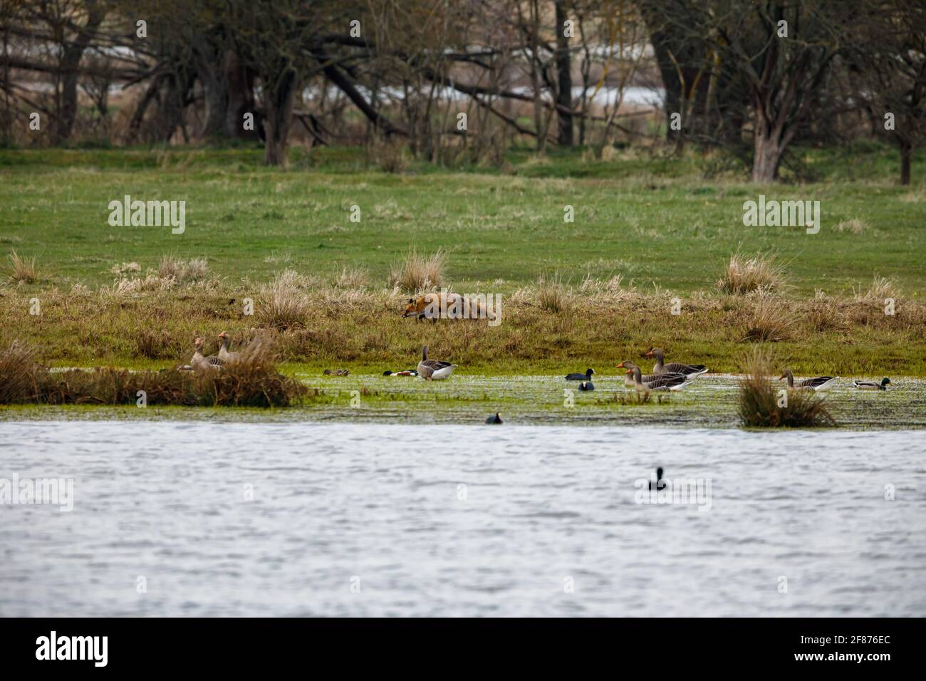 A red fox is hunting geese Stock Photo - Alamy