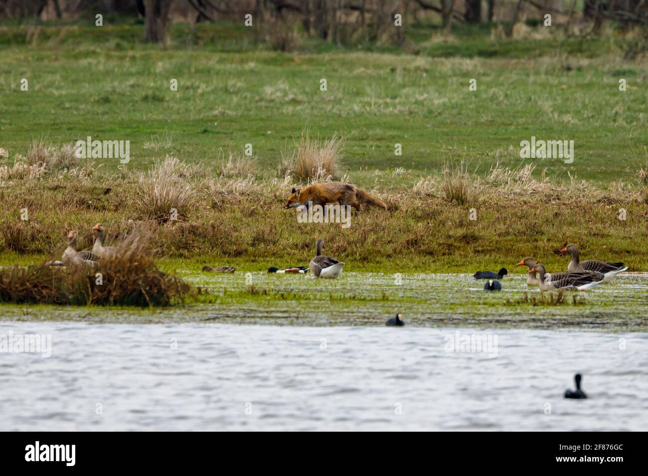 A red fox is hunting geese Stock Photo - Alamy