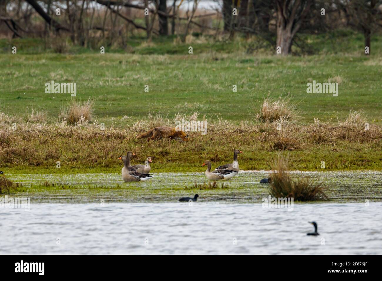 A red fox is hunting geese Stock Photo - Alamy
