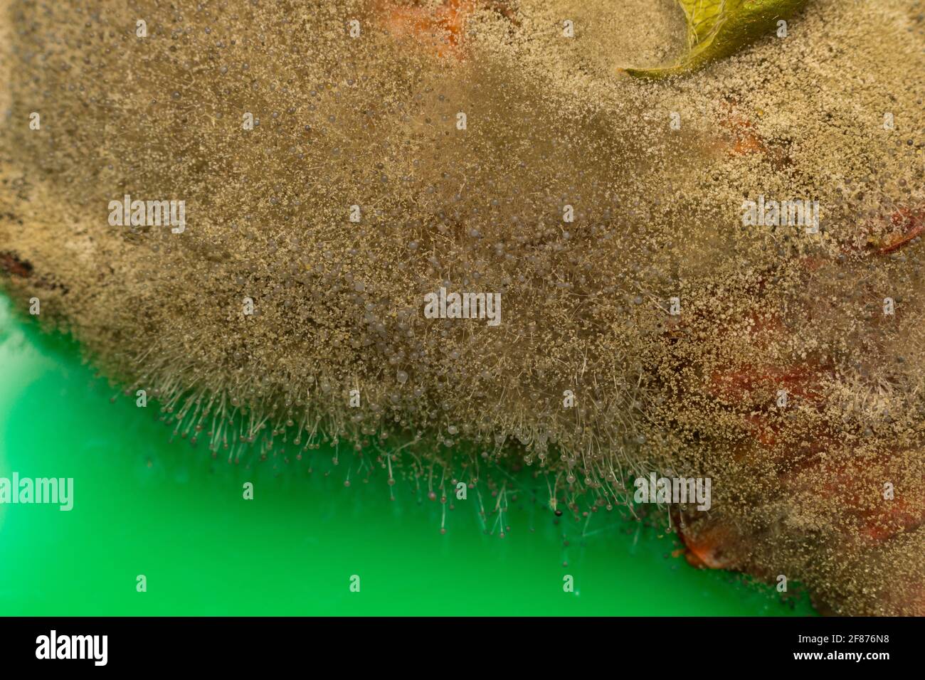 Mold, rotting fruit; Strawberries spoiled by mold, fruit decay; close ...