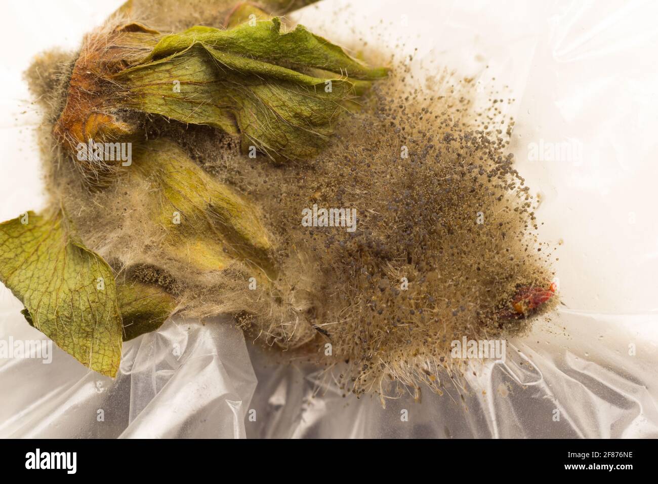 Bacterial decomposition hi-res stock photography and images - Alamy