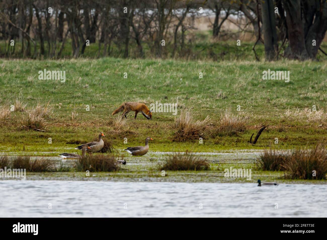 A red fox is hunting geese Stock Photo - Alamy