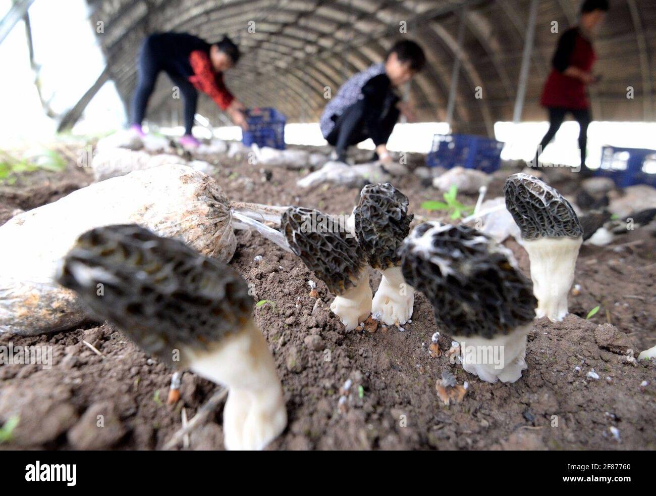 Morel model hi-res stock photography and images - Alamy