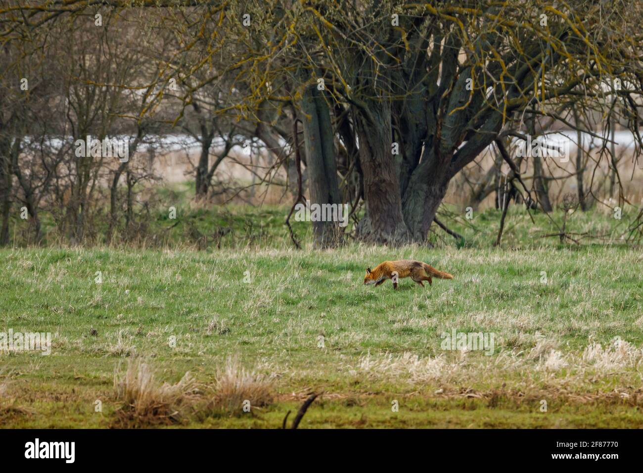 The Fox And The Geese High Resolution Stock Photography and Images - Alamy