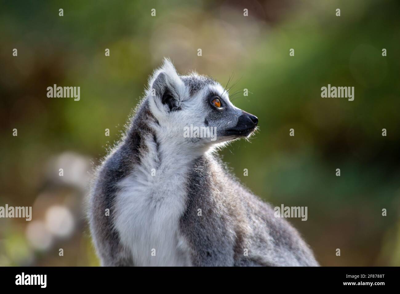 Ring tailed Lemur side profile Stock Photo - Alamy