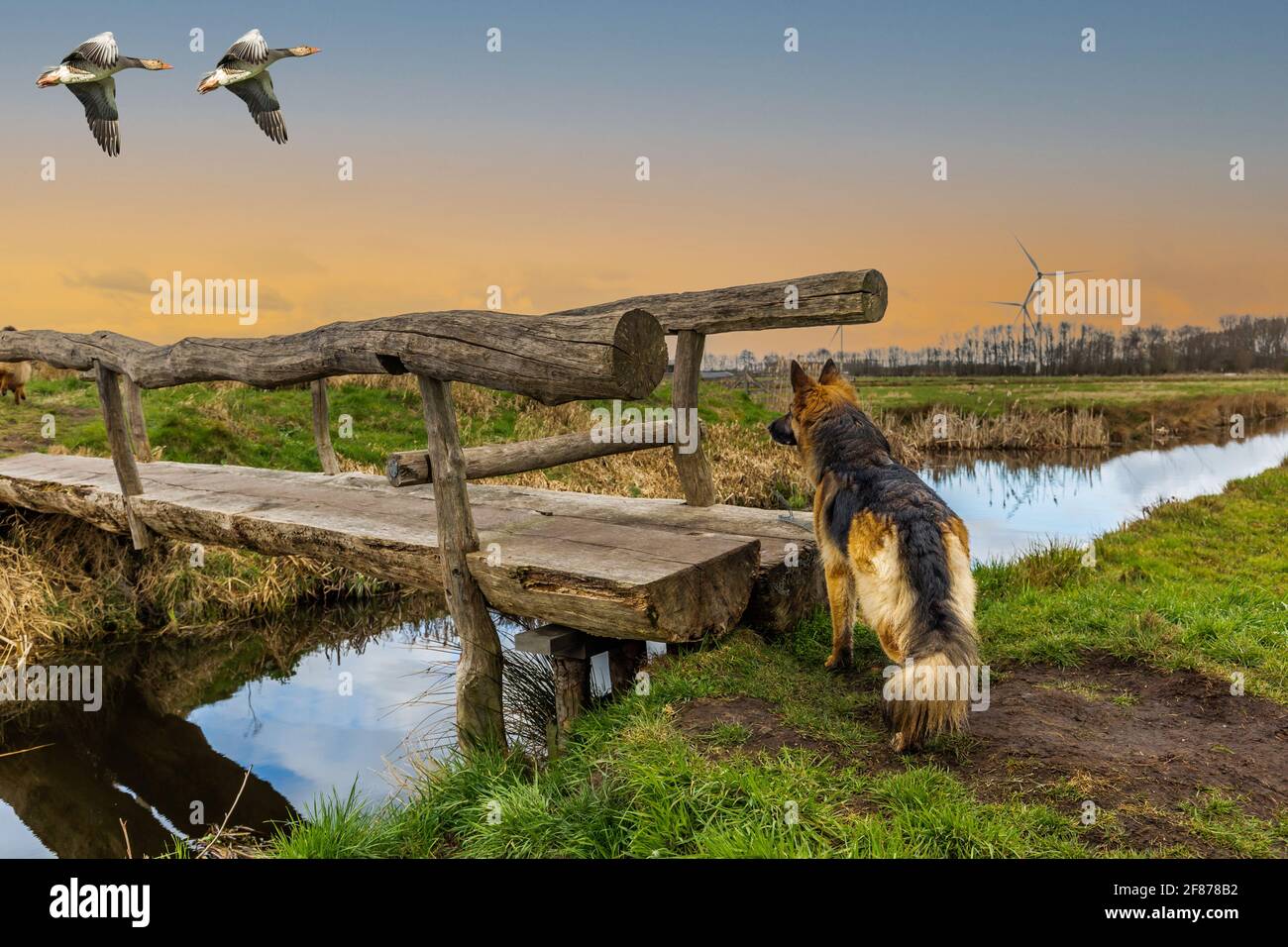 Zaans rietveld hi-res stock photography and images - Alamy