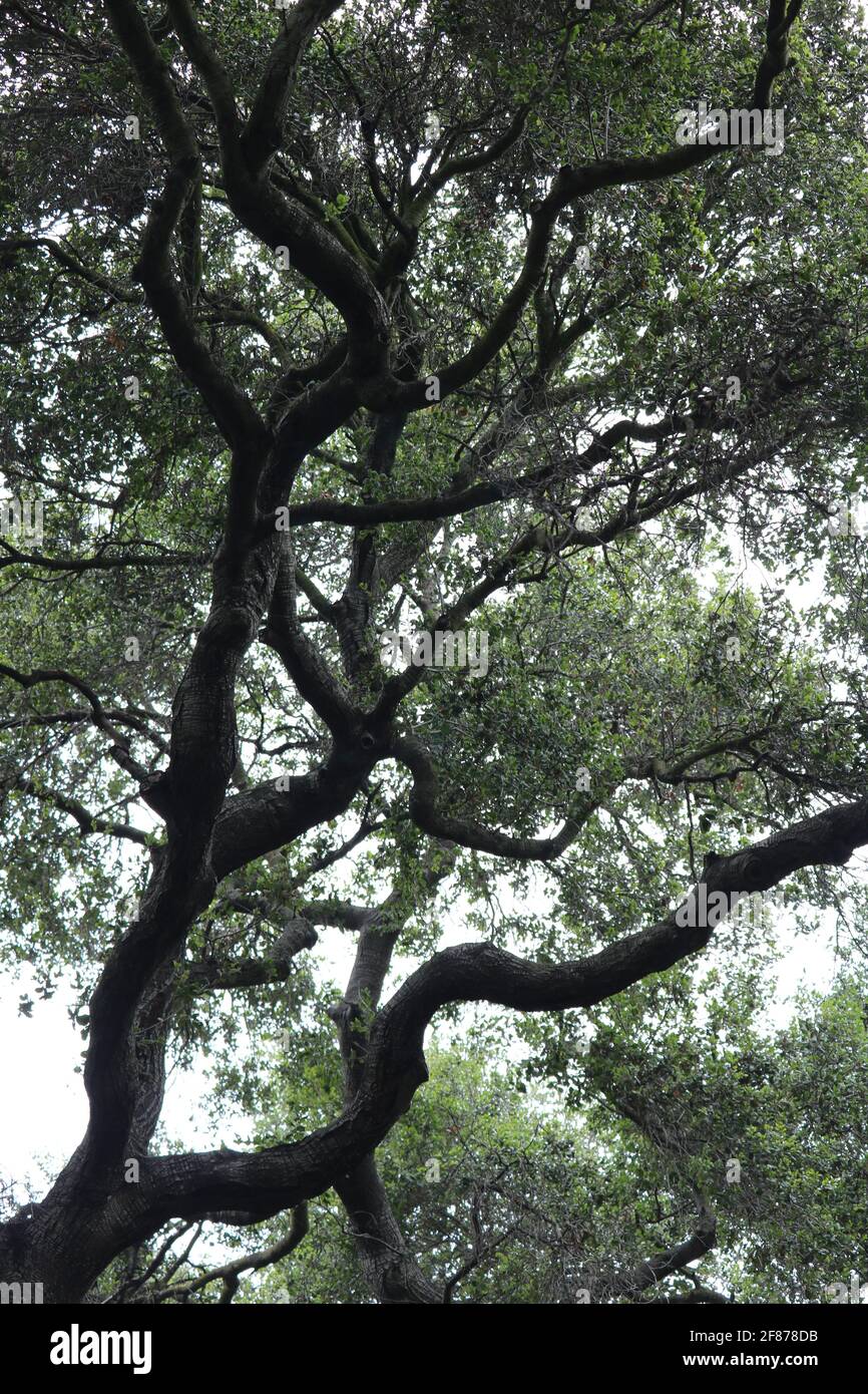 Branches curving hi-res stock photography and images - Alamy