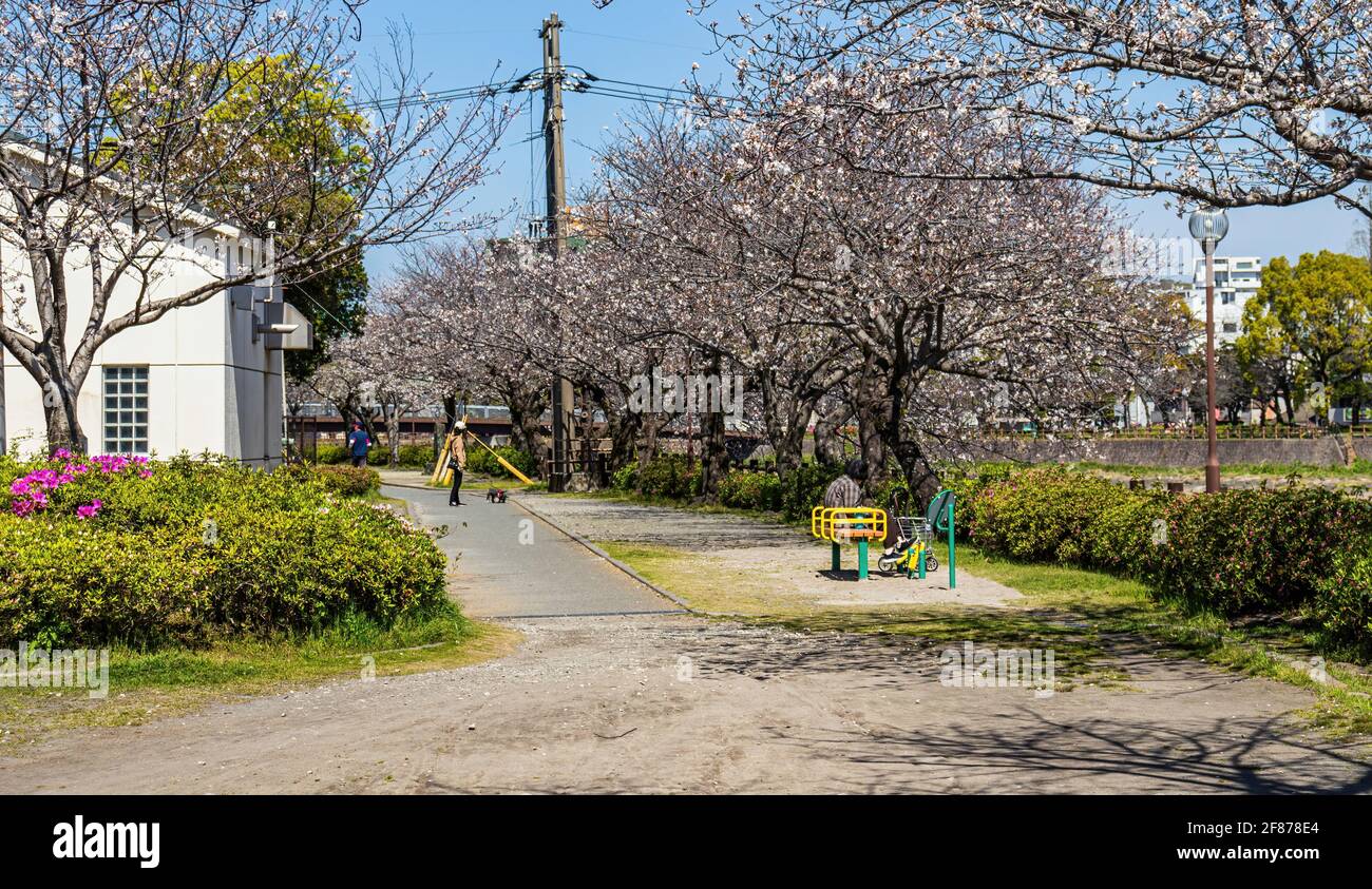 People walk near or sit under a row of sakura trees along the river ...