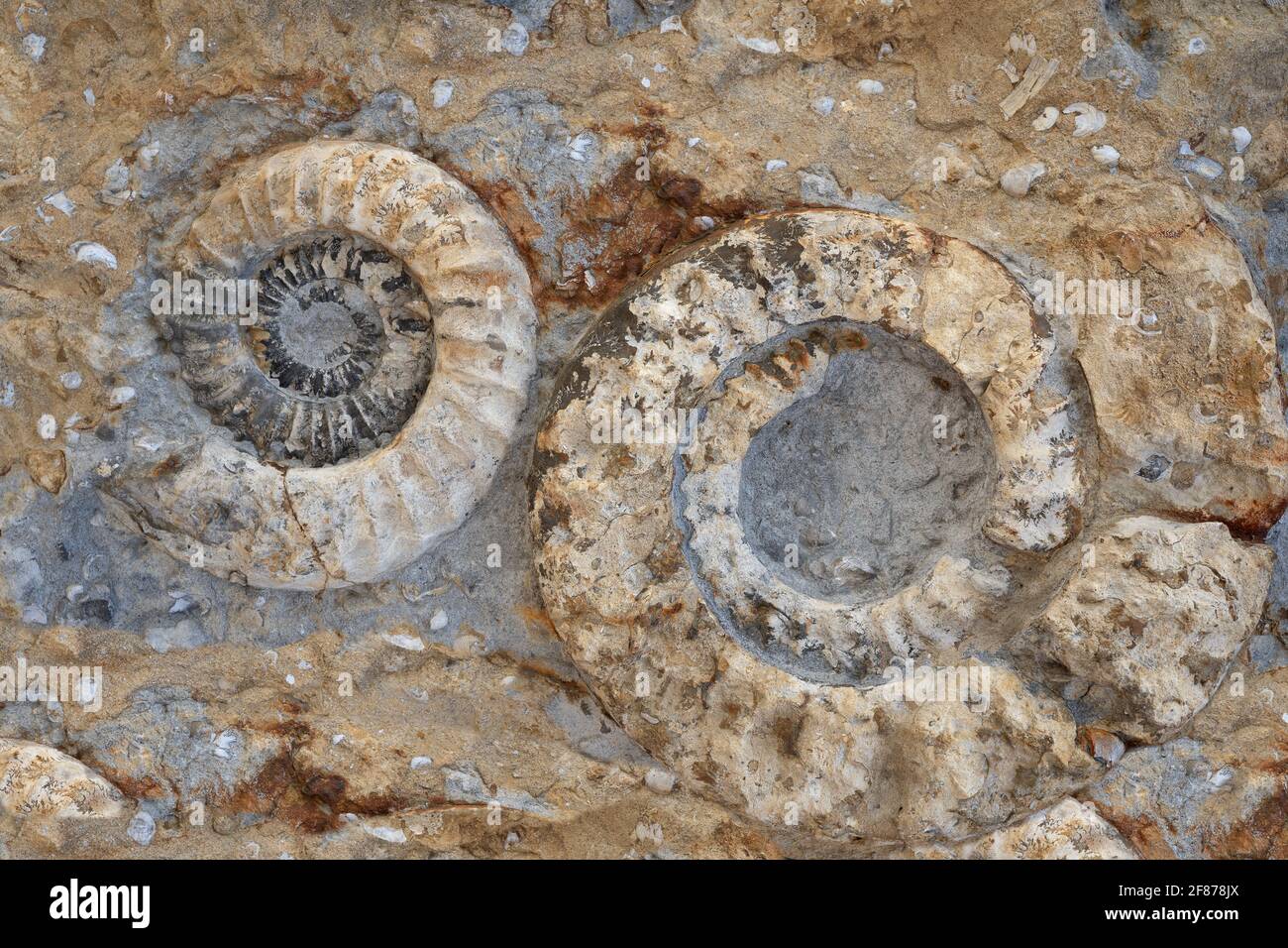 Ammonoid hi-res stock photography and images - Alamy