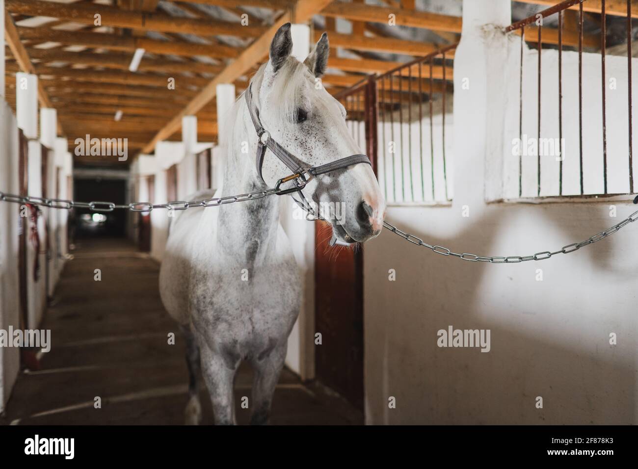 White horse in the stable. Equestrian sports training Stock Photo - Alamy