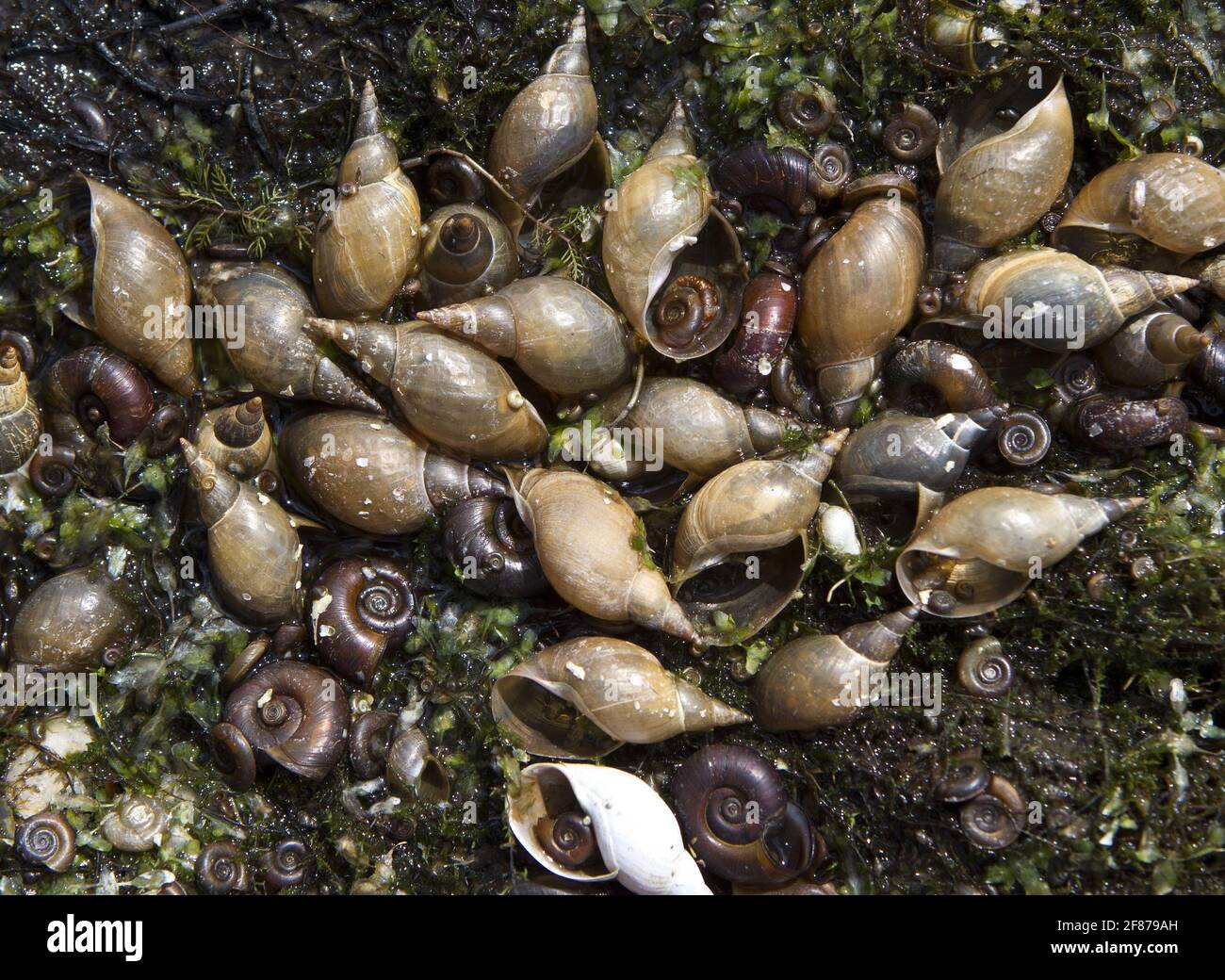 Ear shells hi-res stock photography and images - Alamy