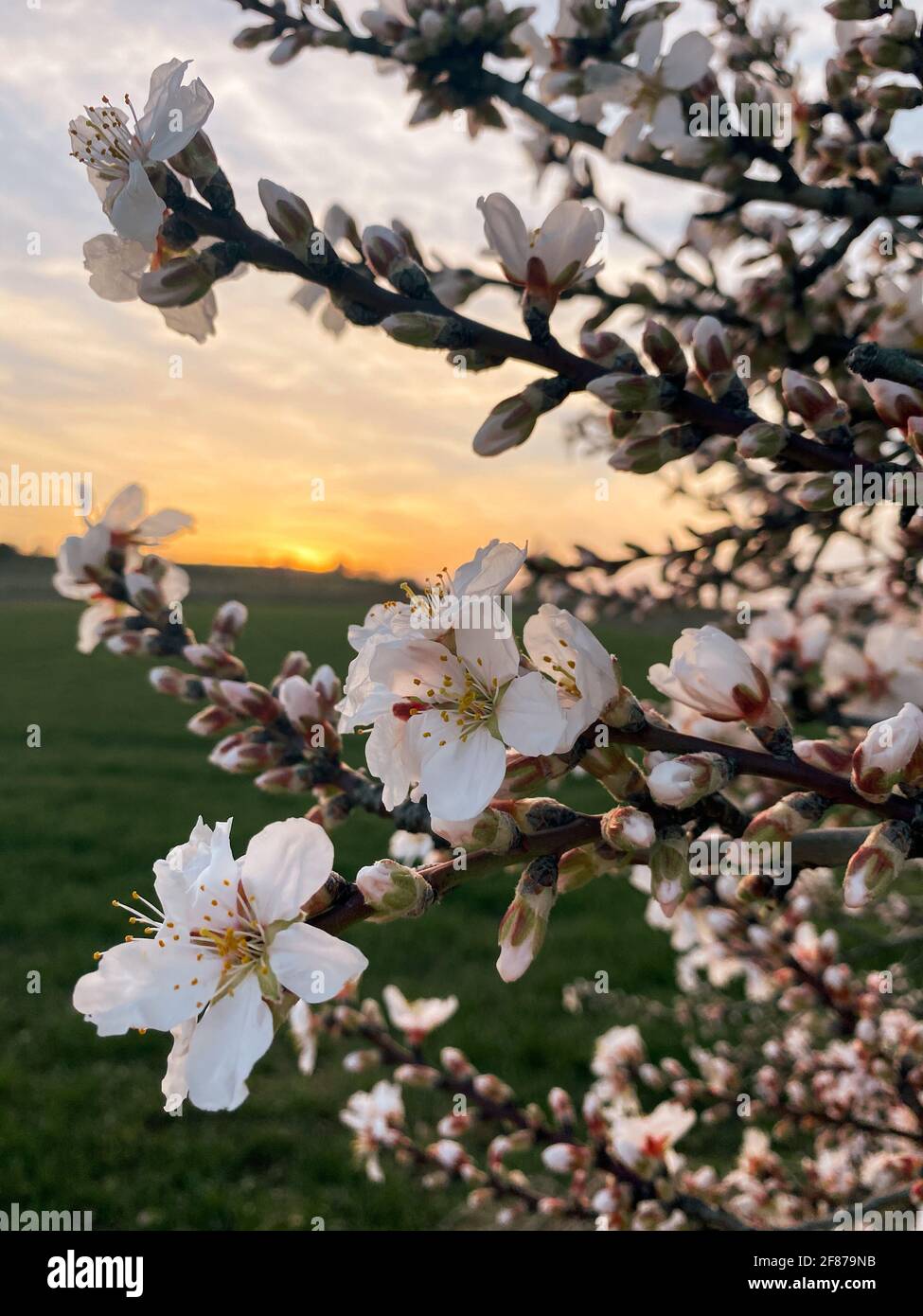 Vertical shot of beautiful cherry blossom on tree branches against a ...