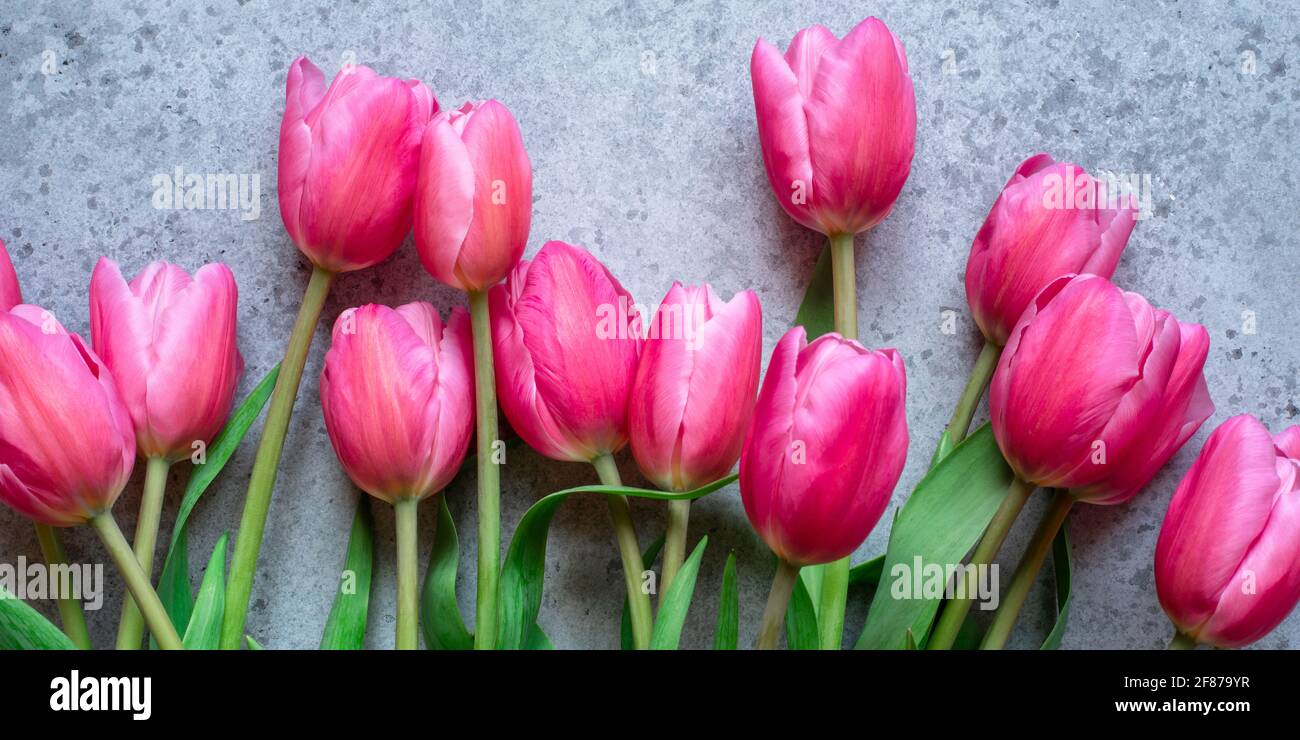 Gray tulip hi-res stock photography and images - Alamy