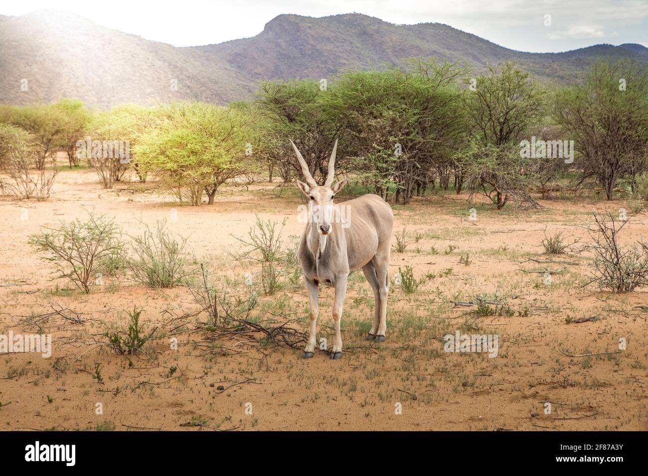 Eland antelope hi-res stock photography and images - Alamy
