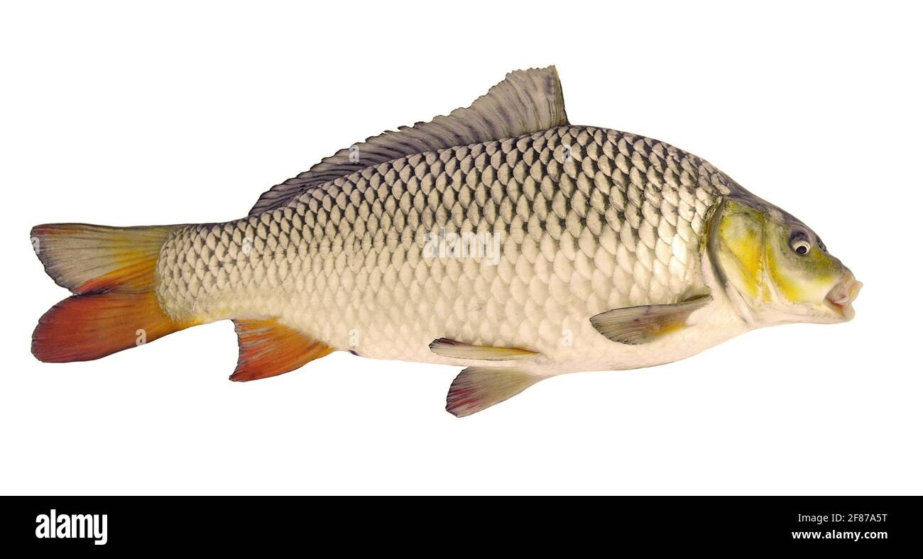 Big carp isolated on white background with clipping paths Stock Photo ...