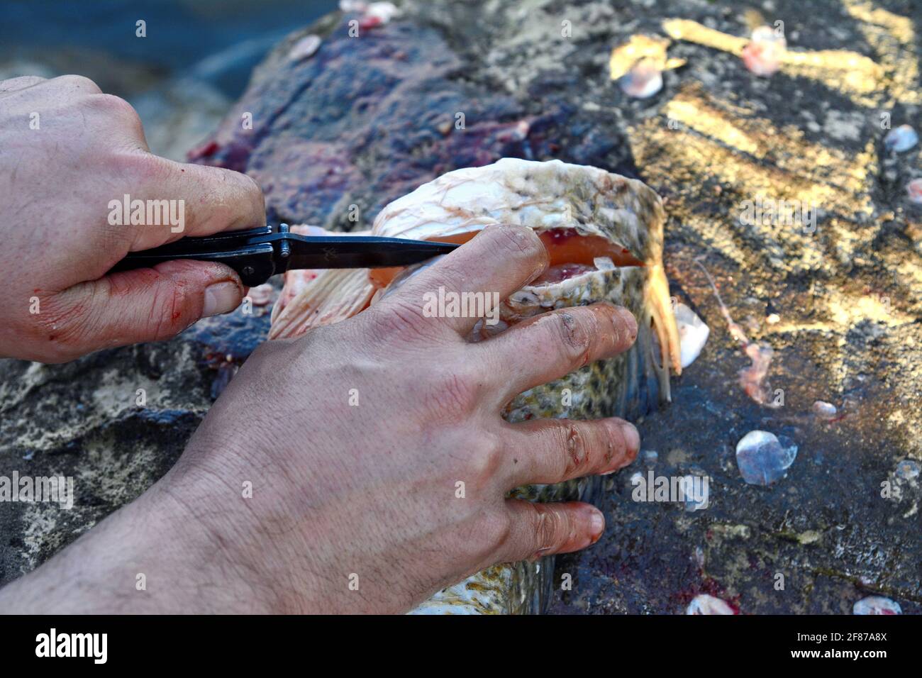Hands of a fisherman cleans freshly caught river fish from the carp ...