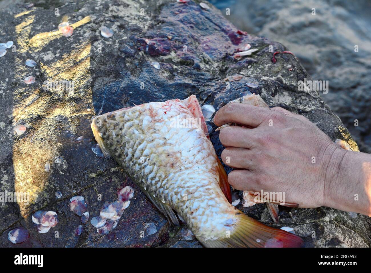 Hands of a fisherman cleans freshly caught river fish from the carp ...