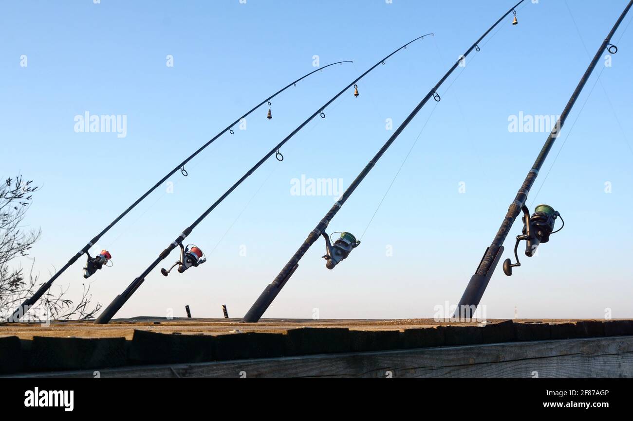 ishing reel on the rod. Fishing on the feeder. Carp fishing rods with ...