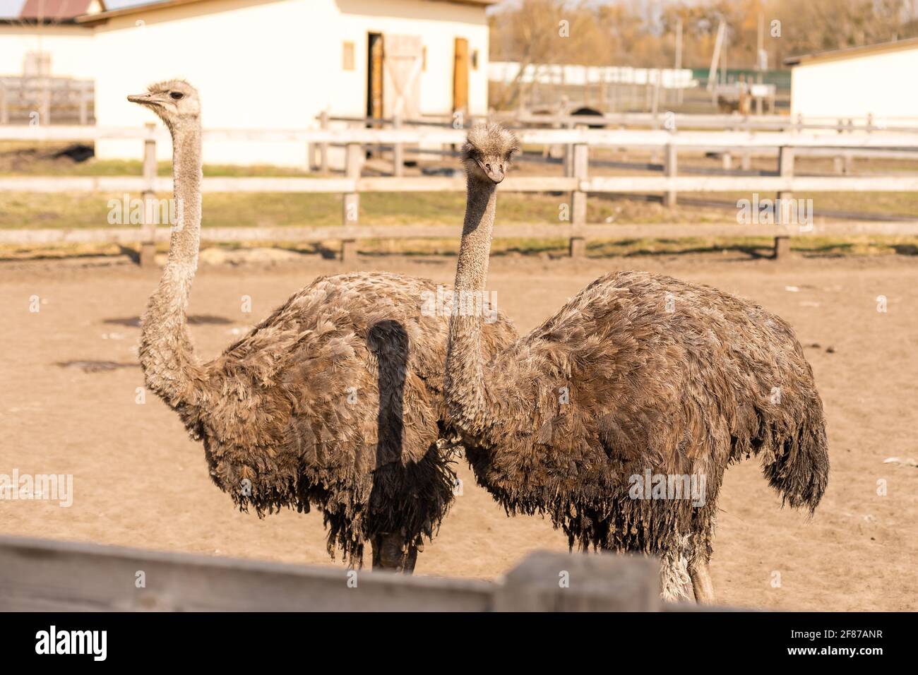 group of young common ostrich, Struthio camelus walking together on the ...