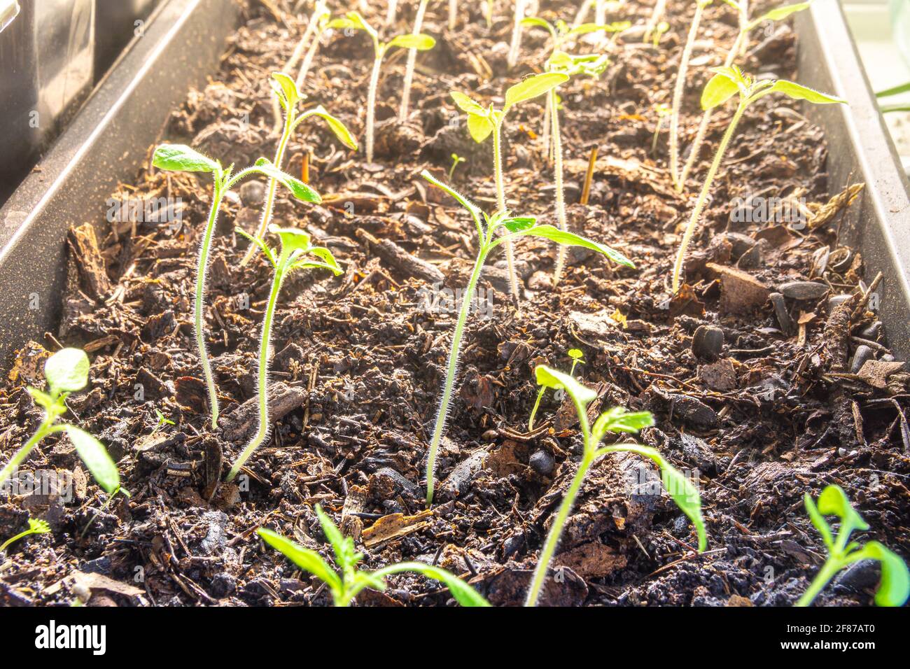 Tomato root system hi-res stock photography and images - Alamy