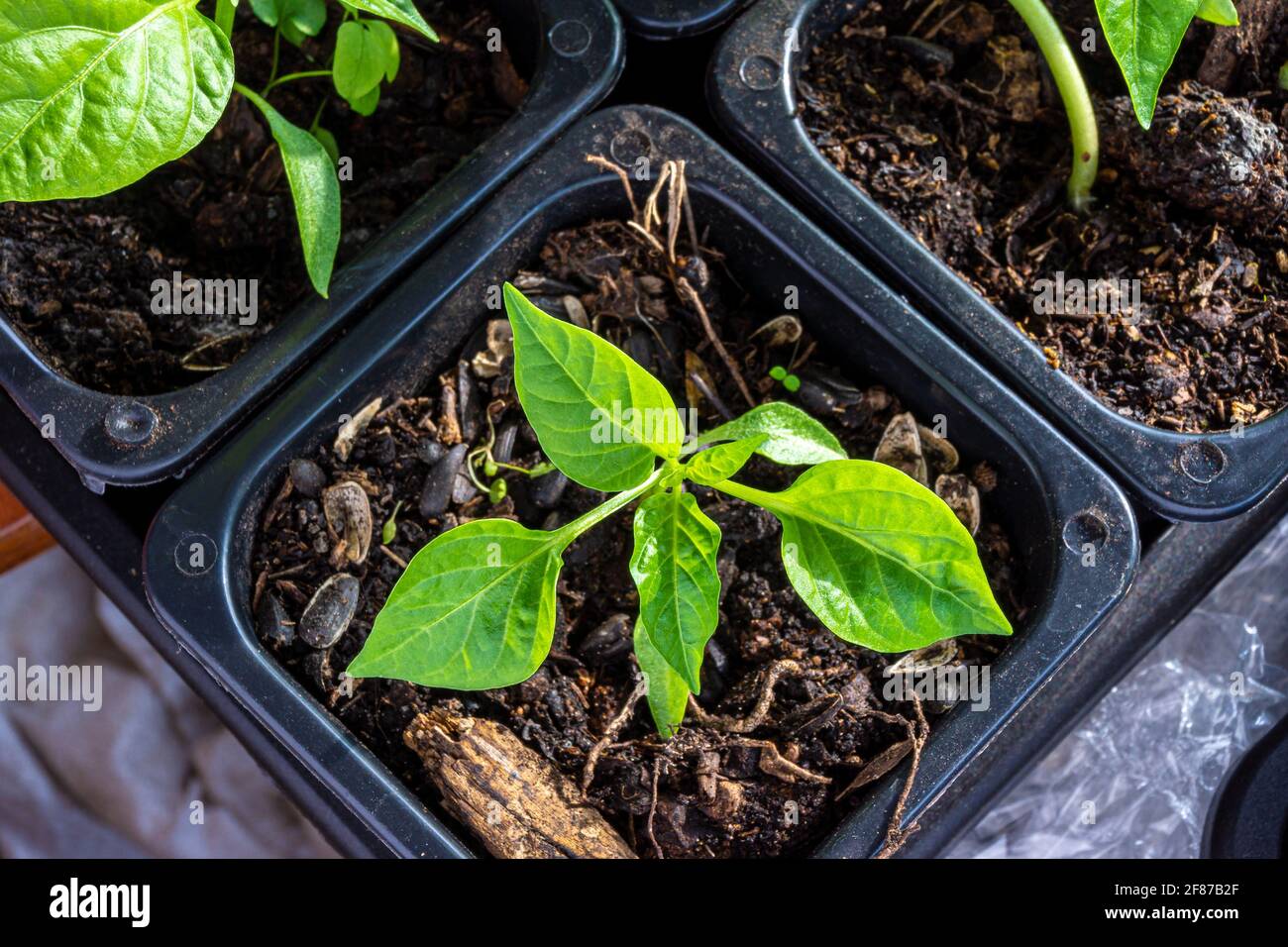 Germination improvement seed hi-res stock photography and images - Alamy