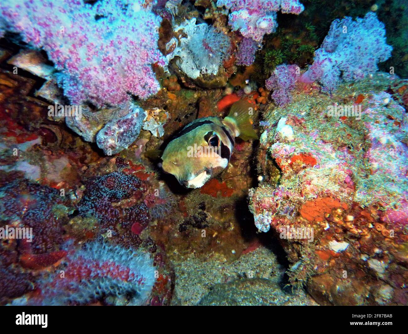 Ball fish hi-res stock photography and images - Alamy