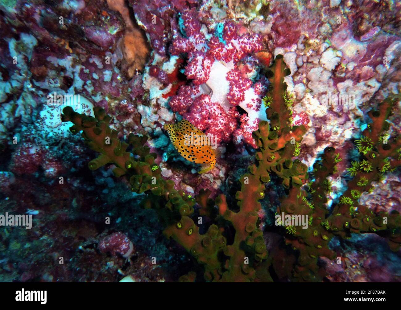 Ball fish High Resolution Stock Photography and Images - Alamy