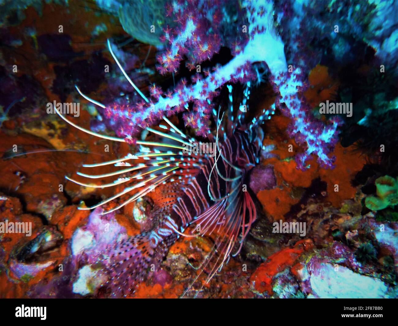 A beautiful Lionfish on a night dive at the Similan Islands, Thailand ...