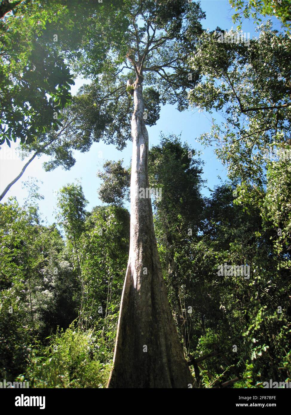 Inside a jungle hi-res stock photography and images - Alamy