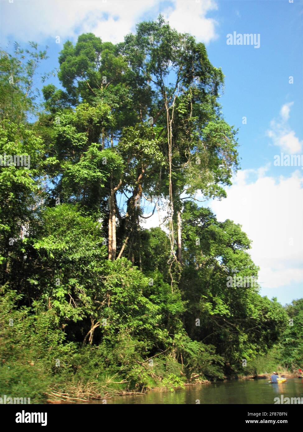 Inside a jungle hi-res stock photography and images - Alamy