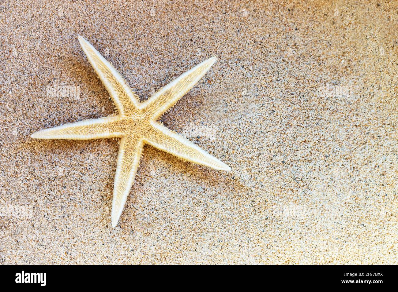 Starfish close up hi-res stock photography and images - Alamy