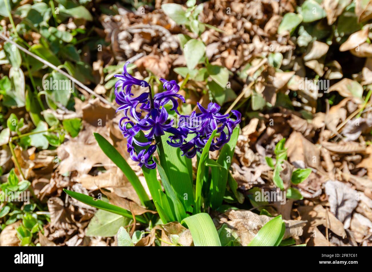 Beautiful blooming hyacinth plants hi-res stock photography and images ...