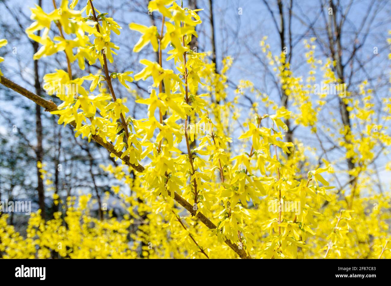 Forsythia bush in bloom Stock Photo - Alamy