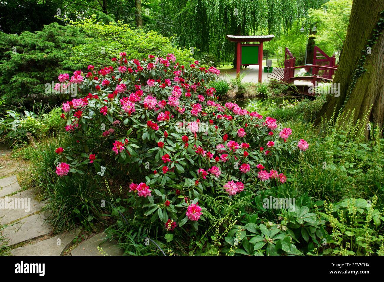 Amazing azalea bushes in bloom in japanese garden in Leverkusen and ...