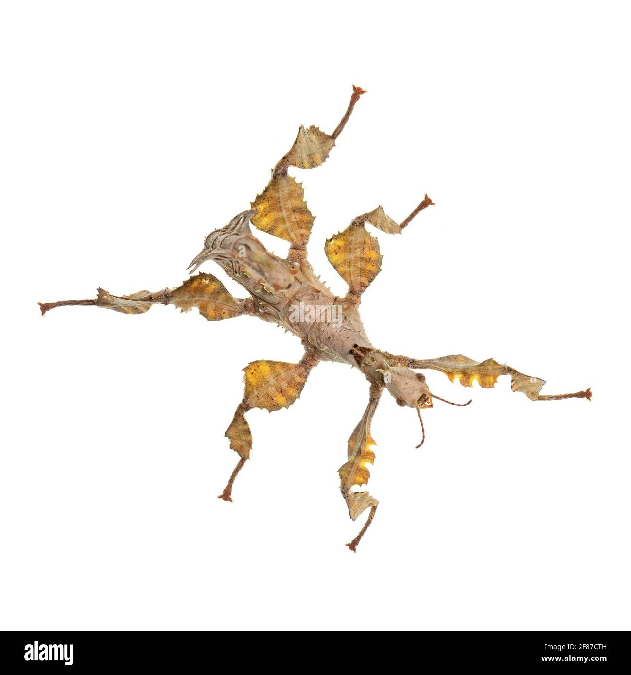 Top view of Spiny Leaf Insect aka Extatosoma tiaratum. Isolated on ...