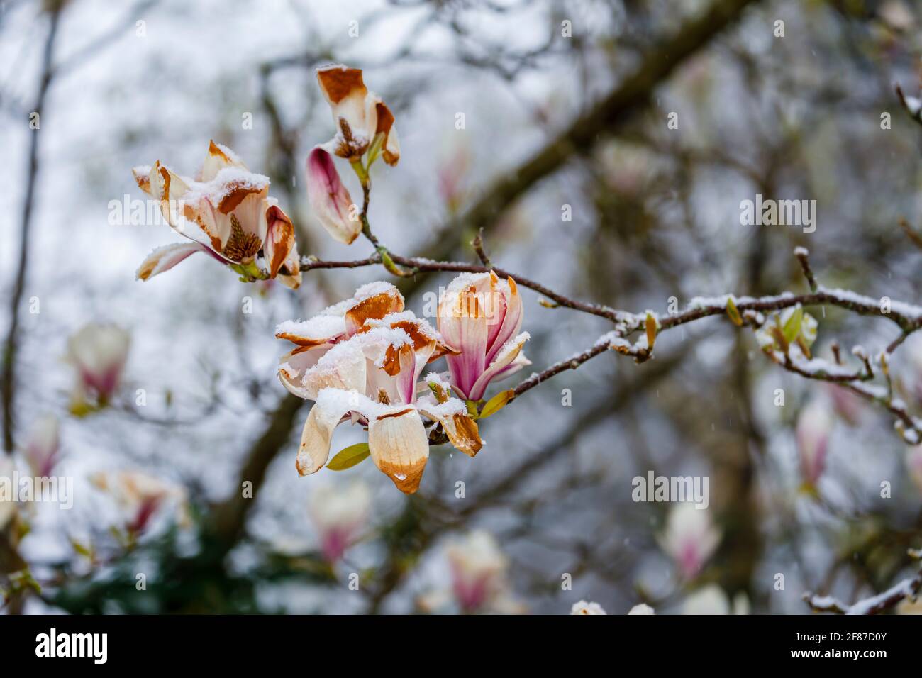 Magnolias: brown magnolia blooms dying in a garden in Surrey, south ...