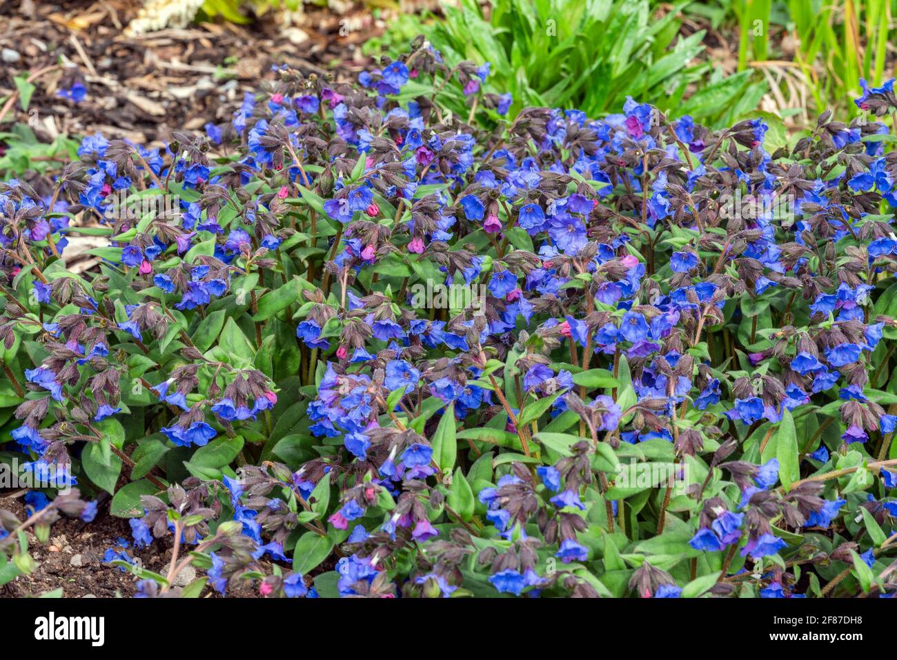 Pulmonaria hi-res stock photography and images - Alamy