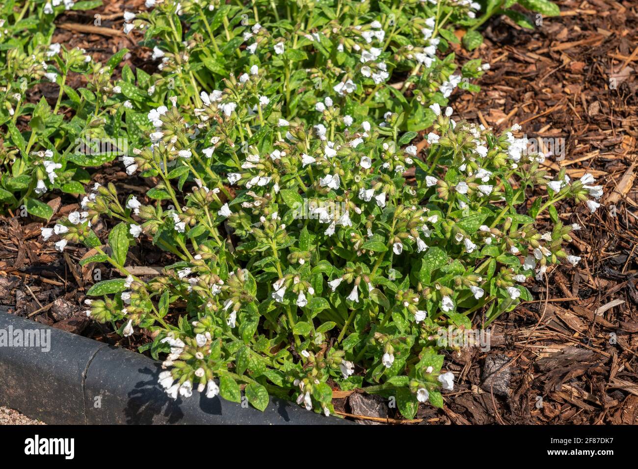 Pulmonaria sissinghurst white hi-res stock photography and images - Alamy