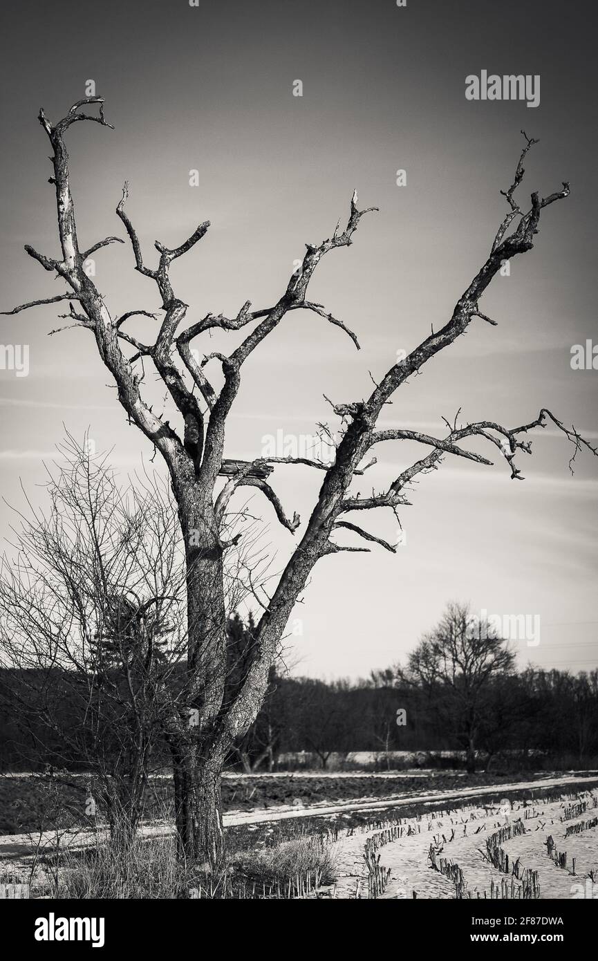 Grayscale shot of land with trees and bushes Stock Photo - Alamy