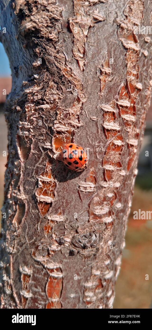 Ladybug on bark hi-res stock photography and images - Alamy
