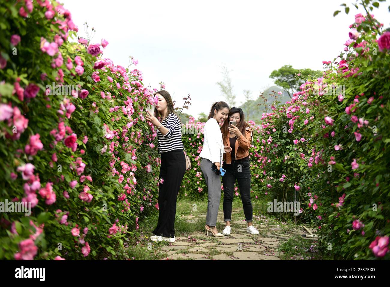 ANLONG, CHINA - APRIL 12, 2021 - Tourists visit a "flower maze" in the ...