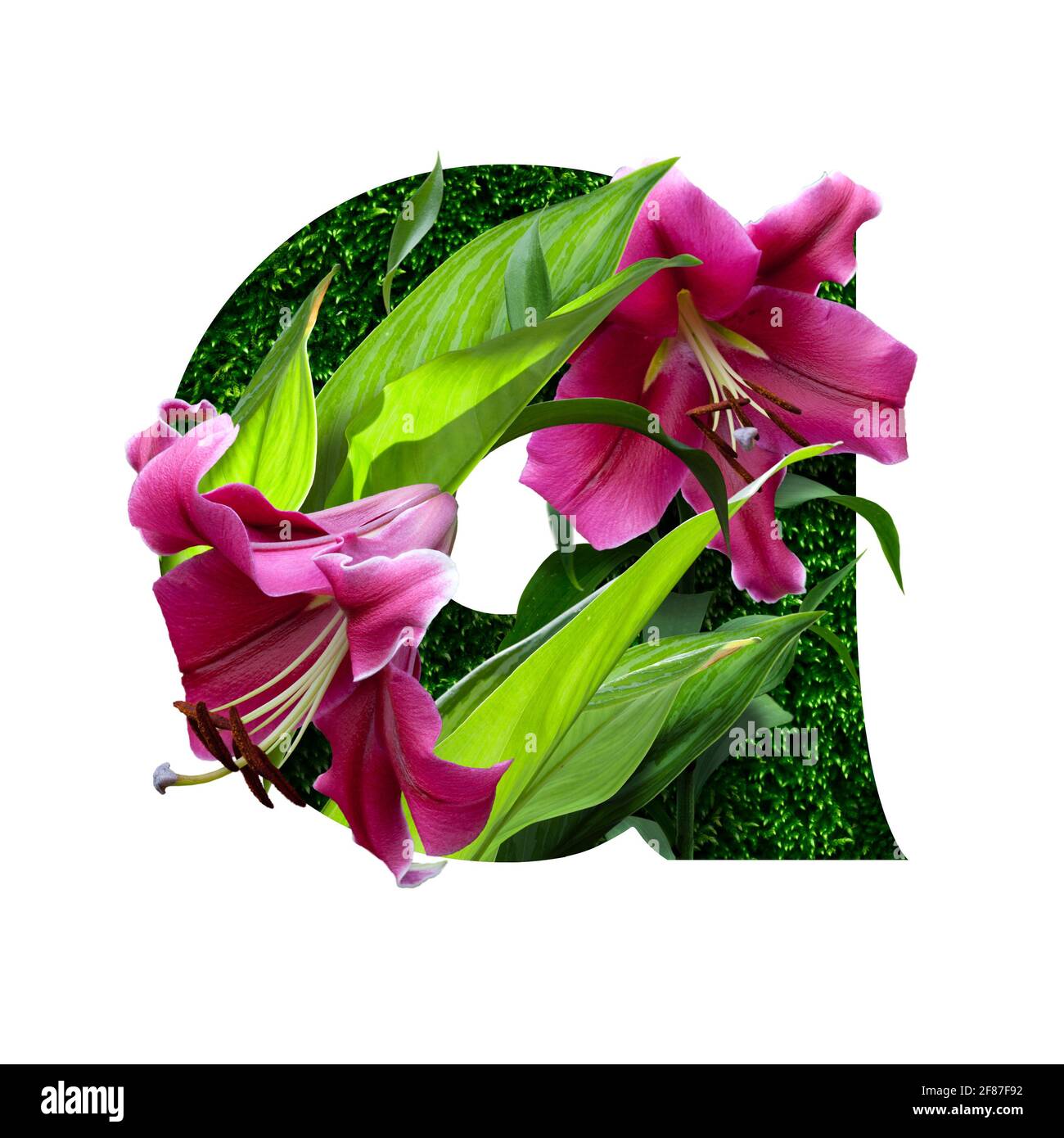 stylized font high res stock images, floral design text, letter a ...